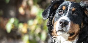 Marijuana ingestion by dogs on the rise