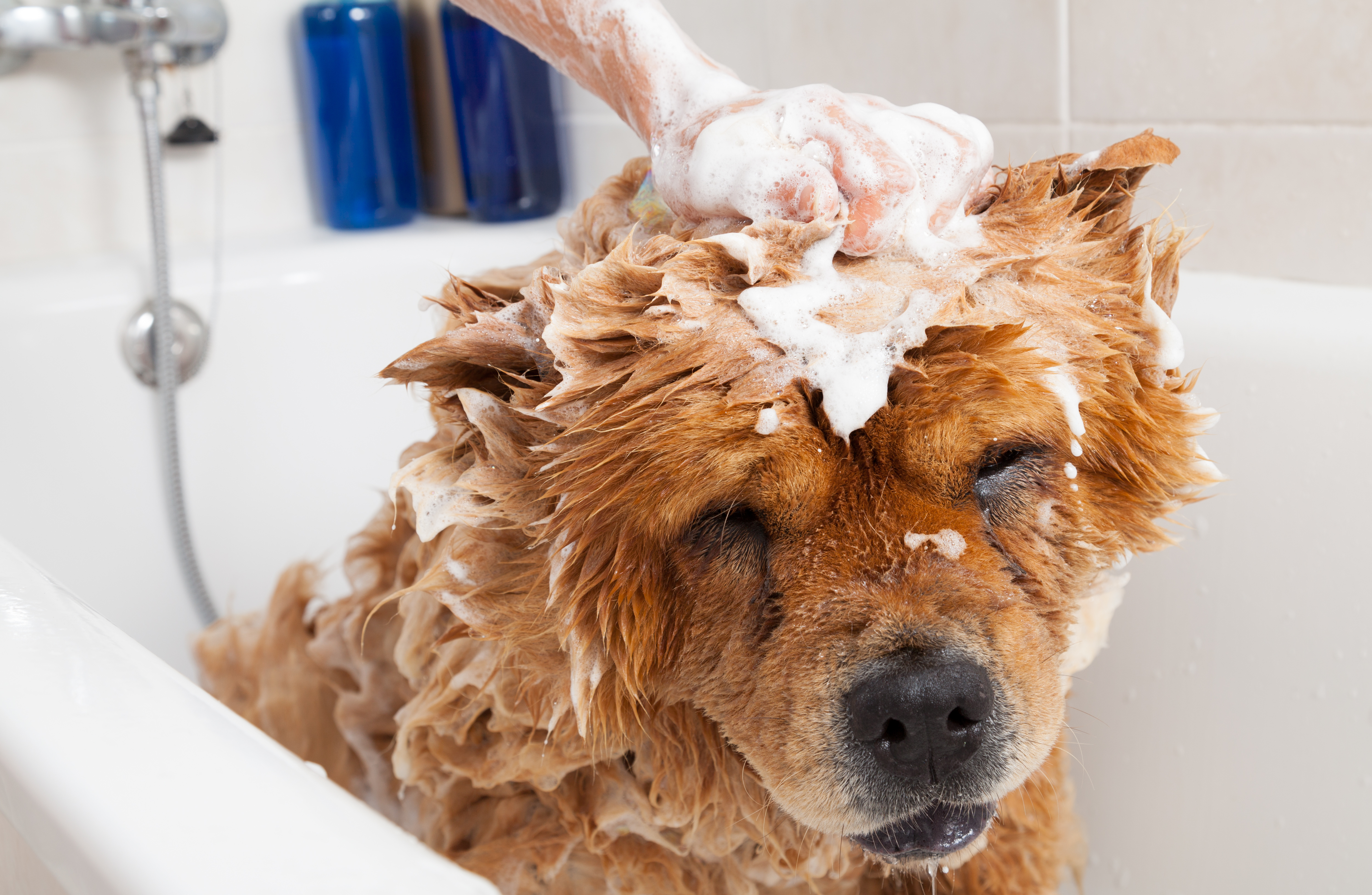 How Do You Treat Poison Oak In Dogs