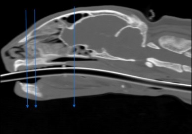 Traumatic Brain Injury - Friendship Hospital for Animals