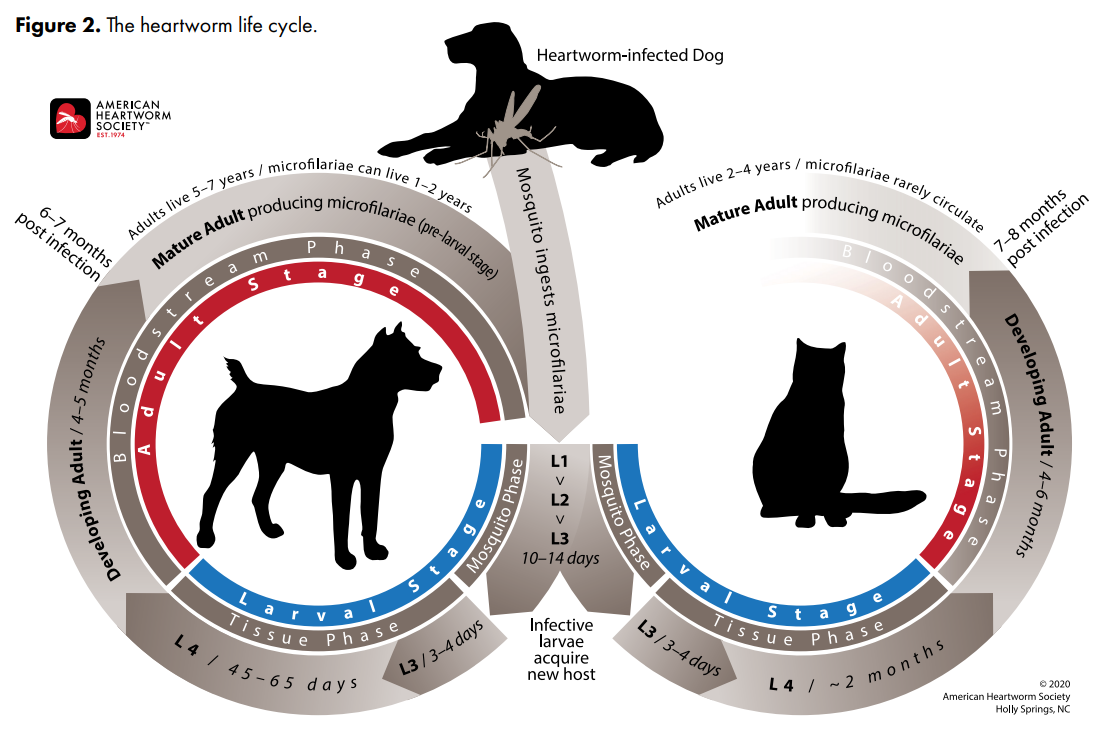 April is National Heartworm Awareness Month! - Friendship Hospital for ...